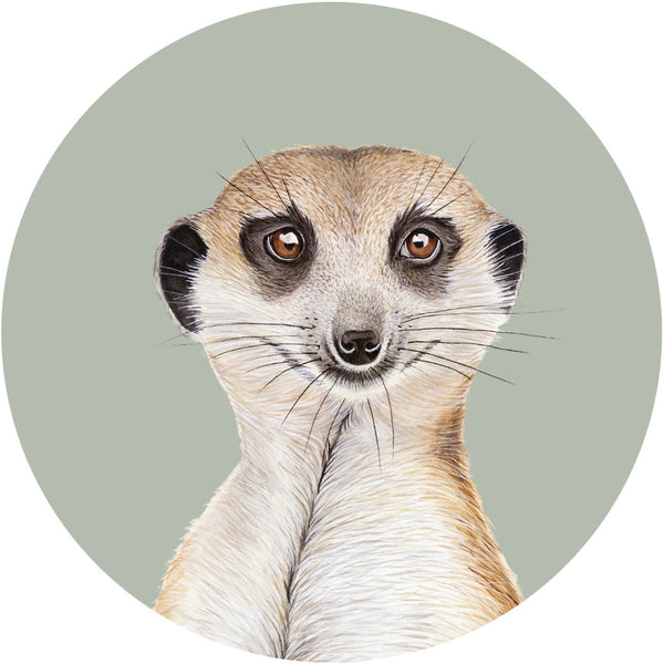 Meerkat Face Drawing